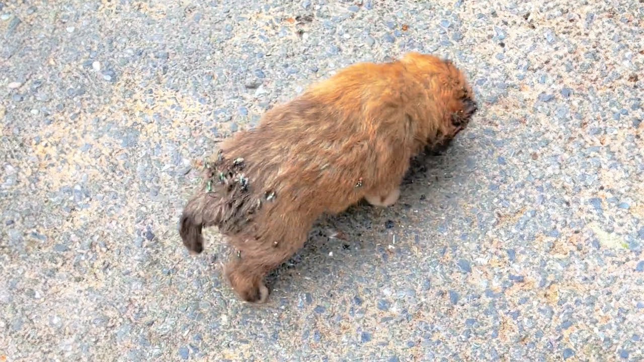 Covered with flies and maggots, the blind puppy tried to walk step by ...
